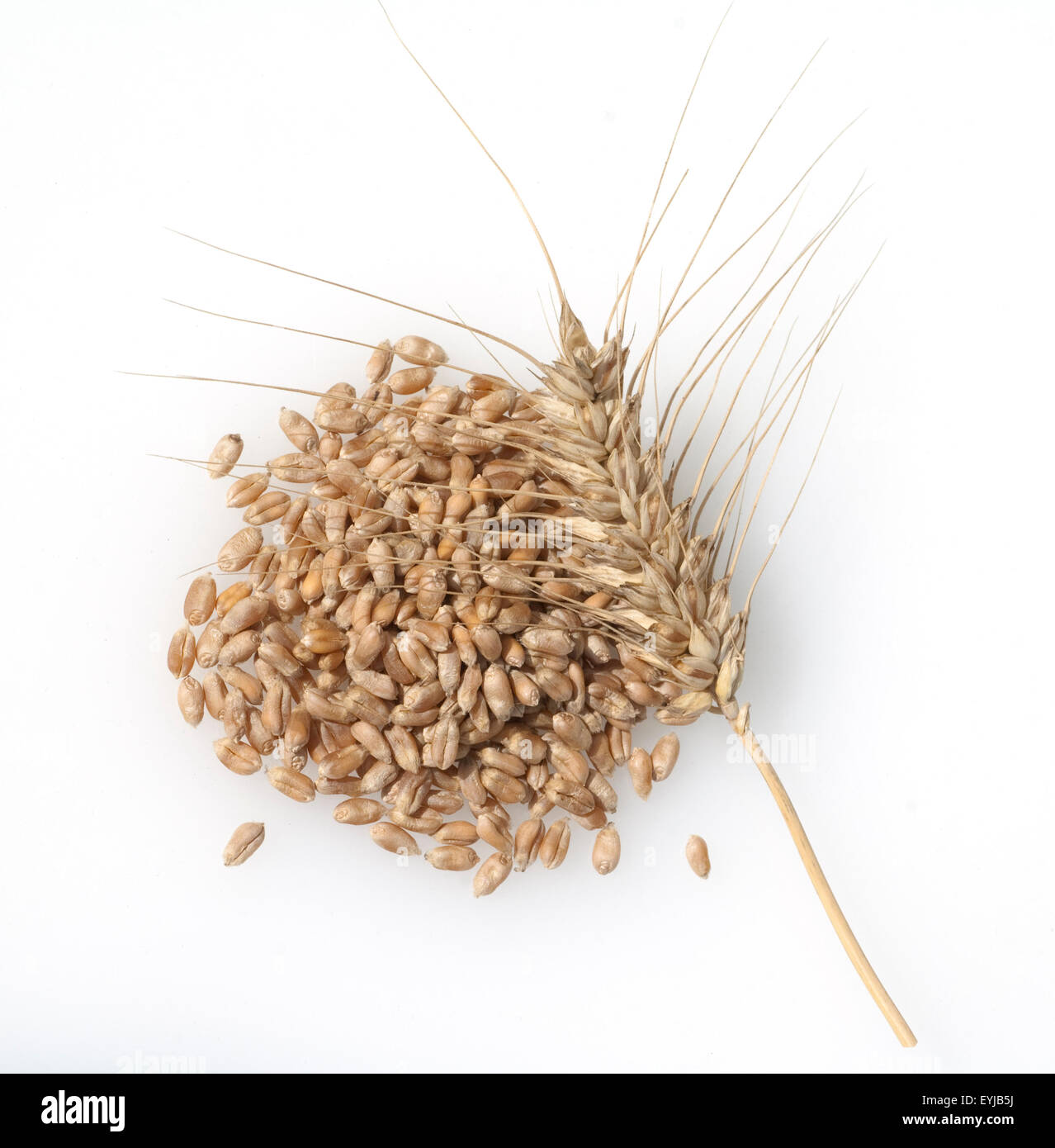 Triticale hybrid wheat rye corn hi-res stock photography and images - Alamy
