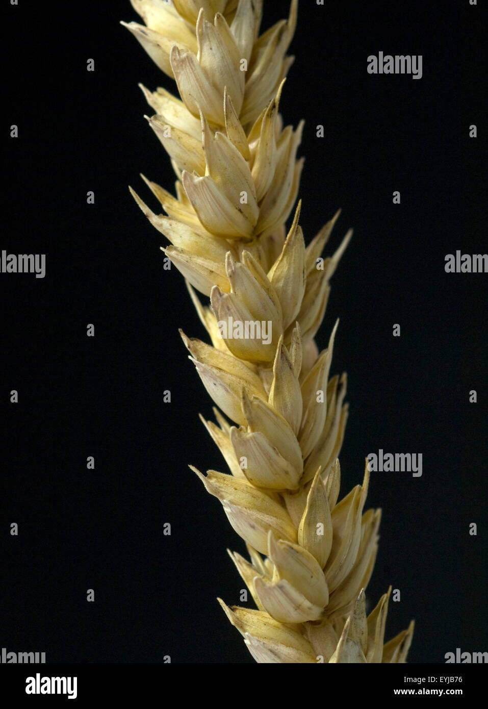 Weizenacker hi-res stock photography and images - Alamy