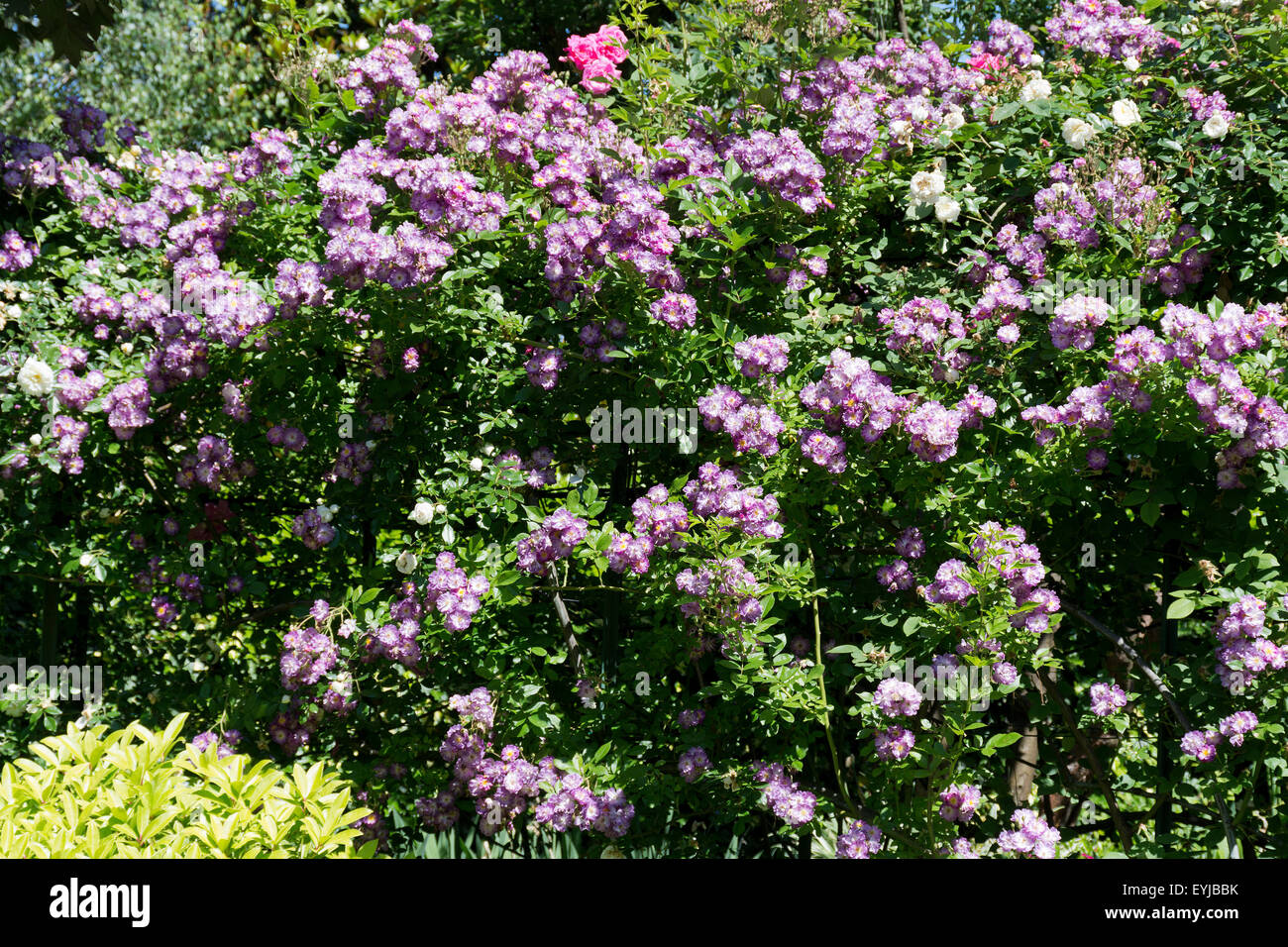 Veilchenblau hi-res stock photography and images - Alamy