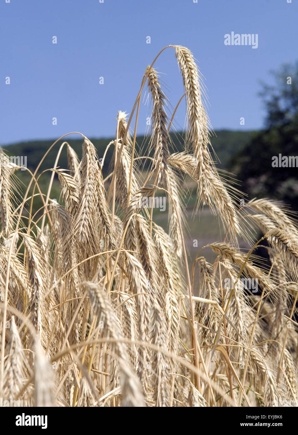 Getreidearten hi-res stock photography and images - Alamy