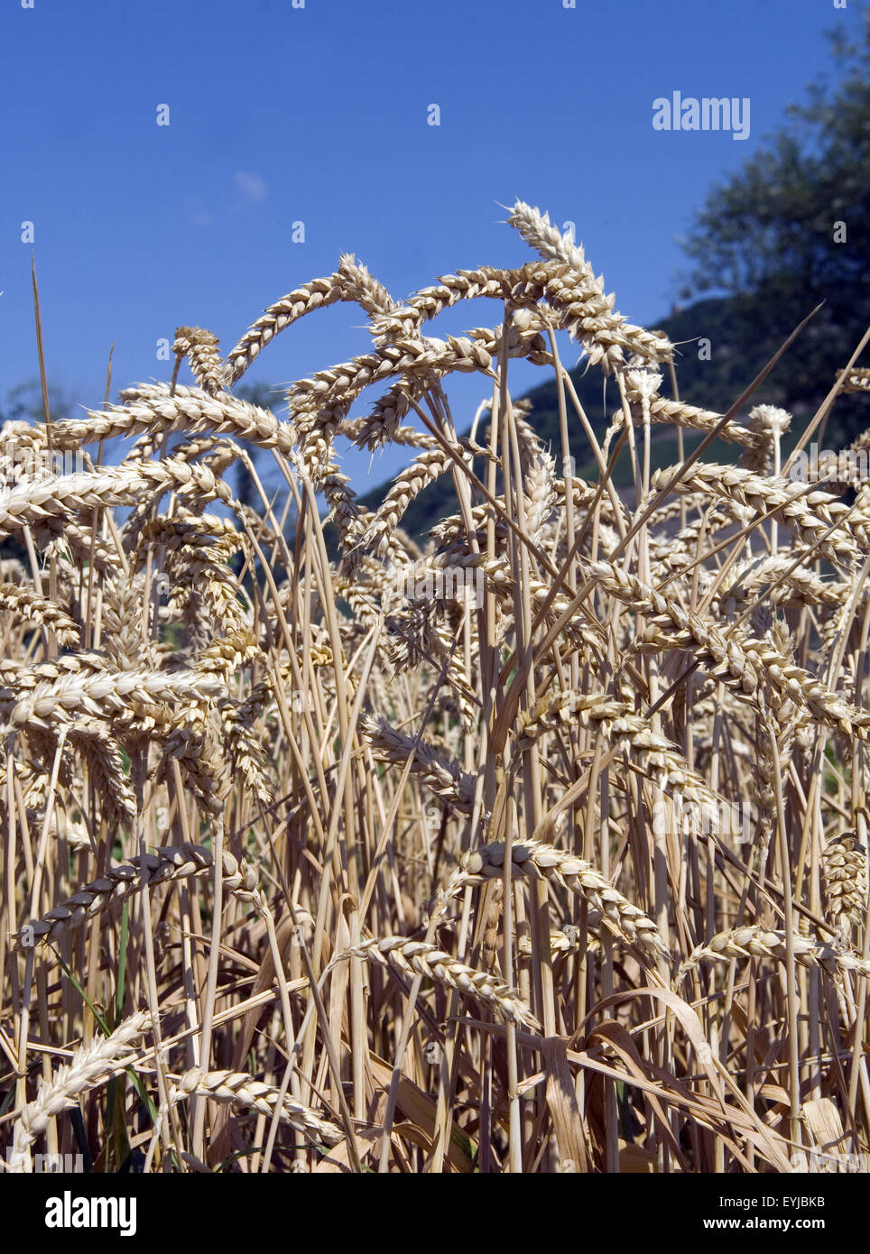 Winterweizen pflanzen hi-res stock photography and images - Alamy