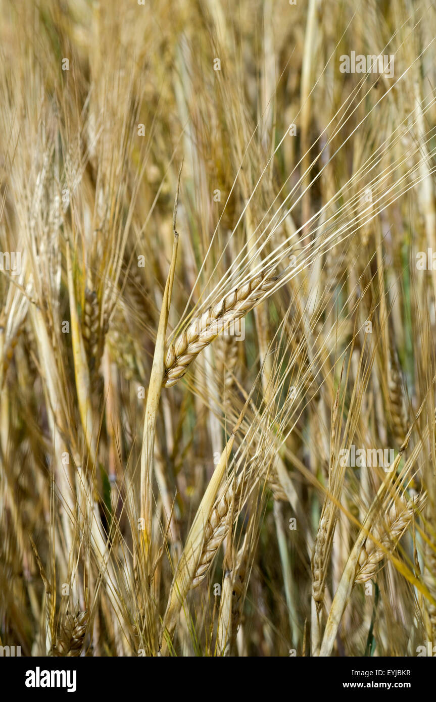 Zweizeilige Gerste, Wintergerste, Getreide Stock Photo - Alamy