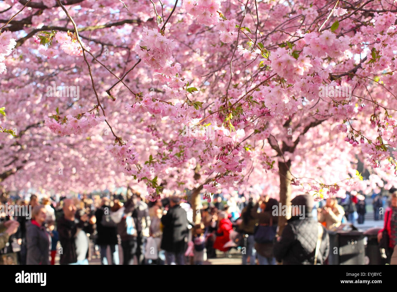 Blossoming cherry trees in central Stockholm a sunny spring day Stock ...