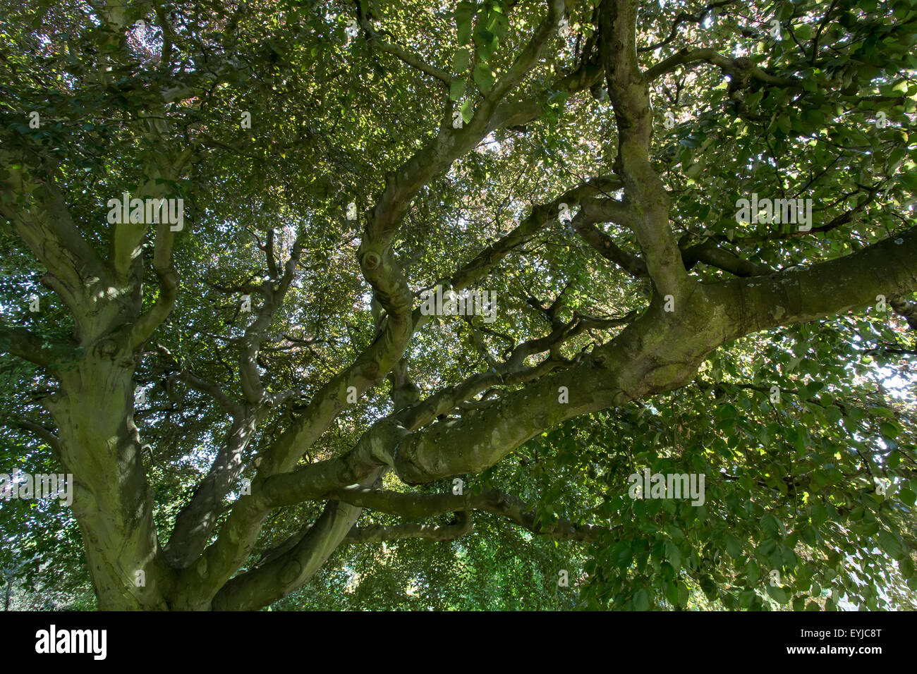 Large old cooper beech tree in a park with long green bark branches ...