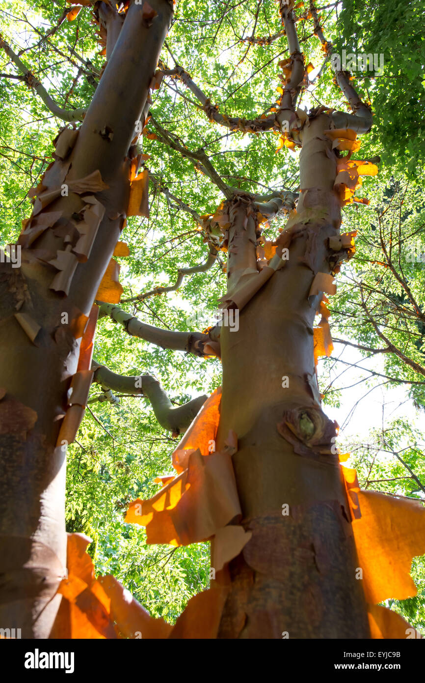 Pealing Bark High Resolution Stock Photography and Images - Alamy