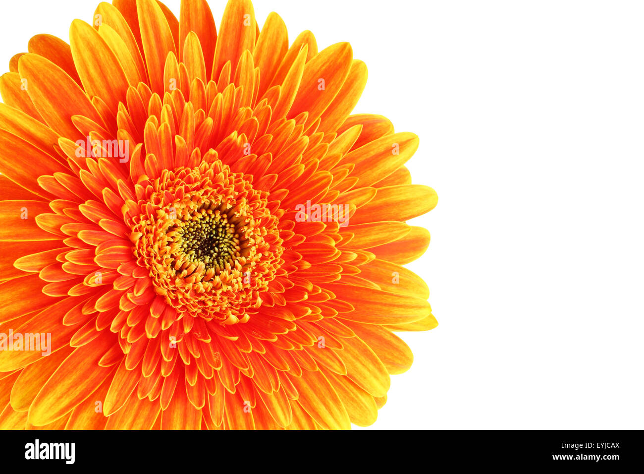 Orange gerbera on white background Stock Photo - Alamy