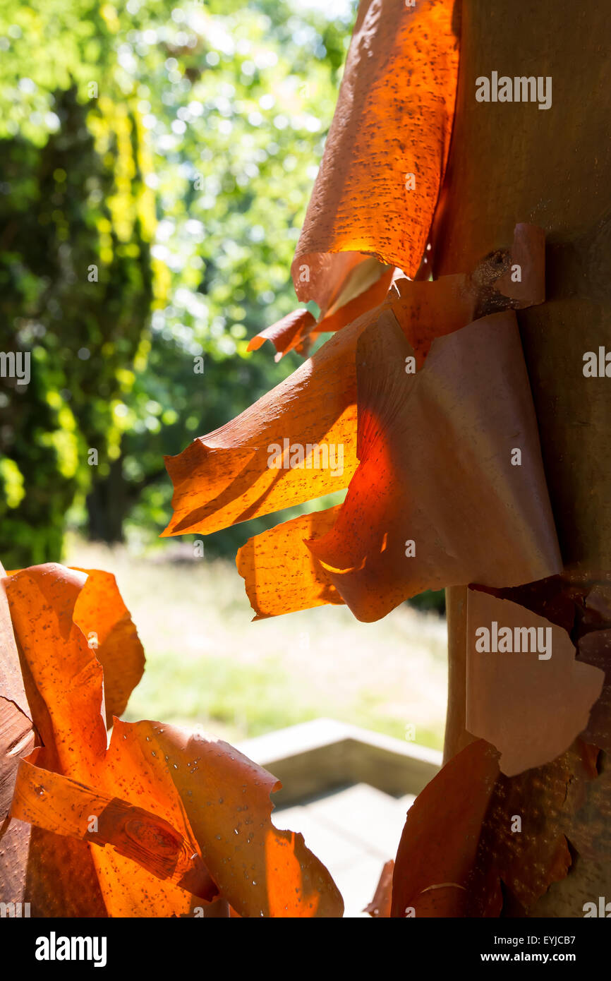 Acer griseum chinese paperbark maple orange pealing bark Stock Photo ...