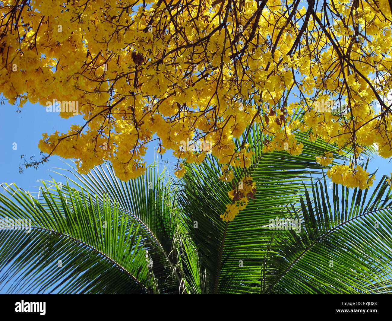 Guayacan tree hi-res stock photography and images - Alamy