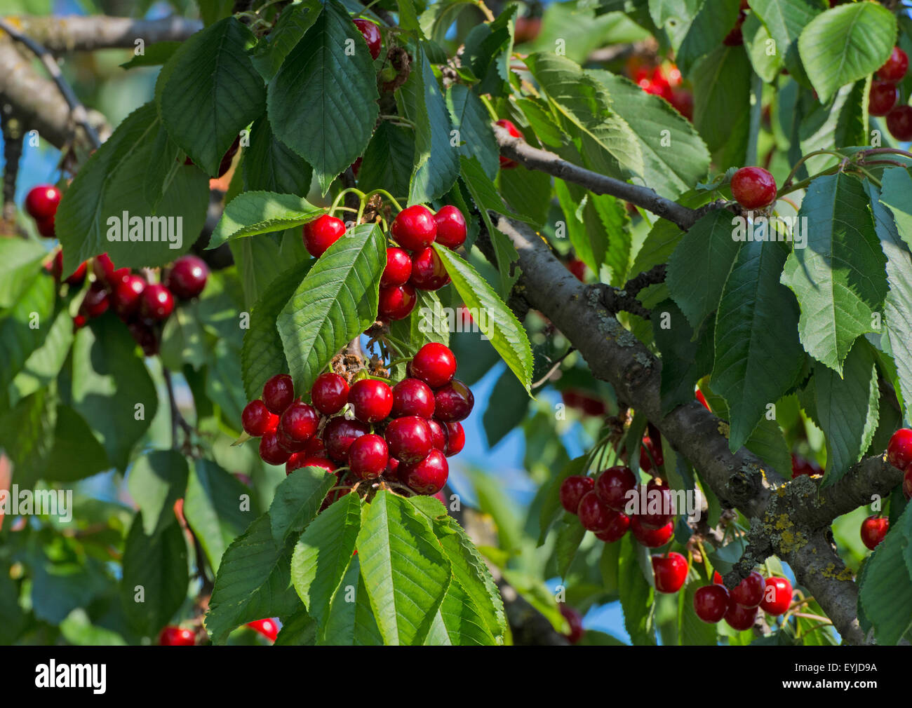 Bunches of cherries Stock Photo - Alamy