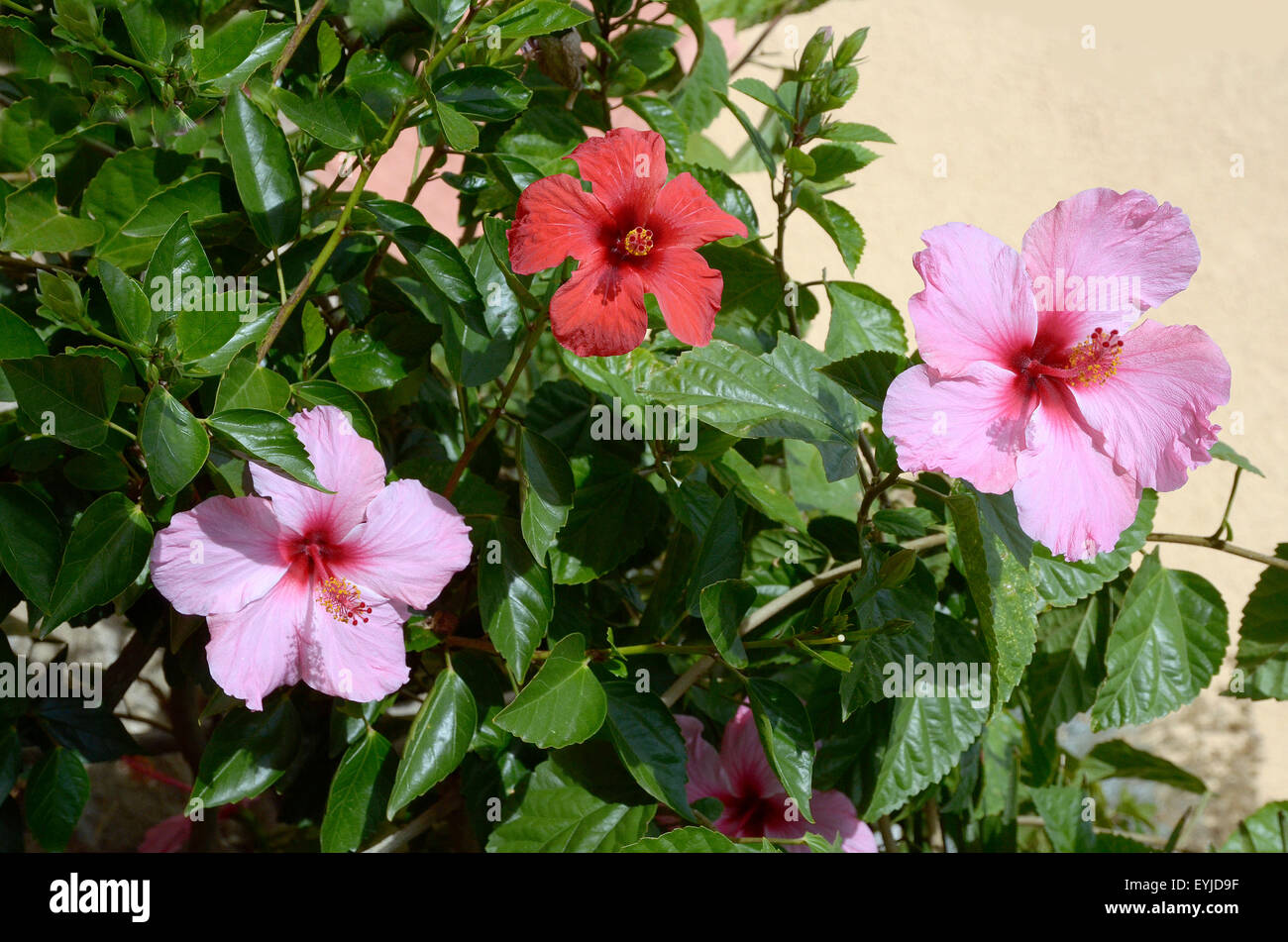 Sardinia italy hibiscus flower hi-res stock photography and images - Alamy
