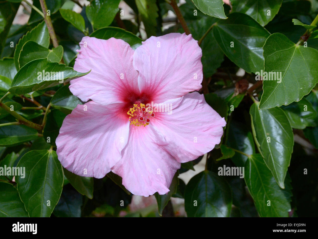 Sardinia italy hibiscus flower hi-res stock photography and images - Alamy