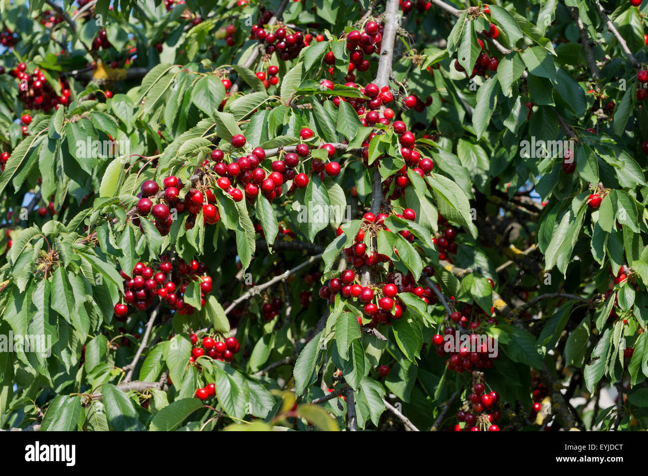 Bunches of cherries Stock Photo - Alamy