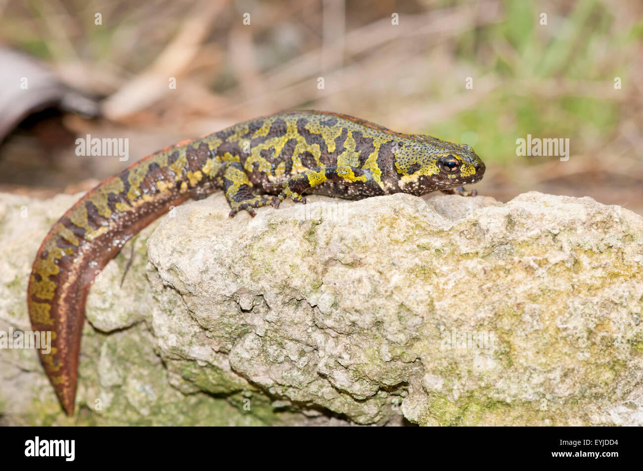 Triturus triturus marmoratus hi-res stock photography and images - Alamy