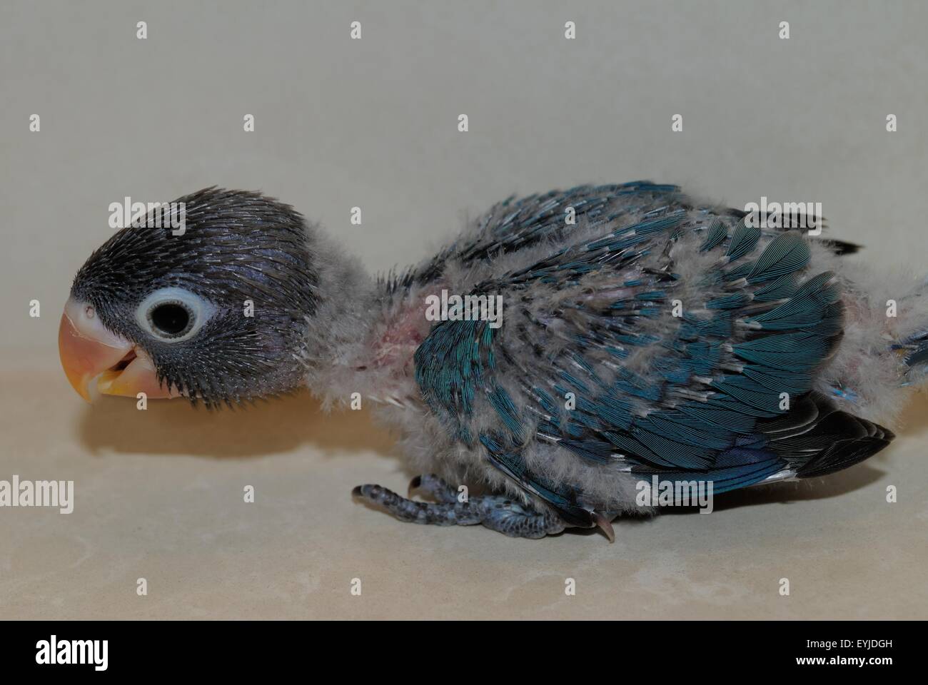 Baby blue bird hi-res stock photography and images - Alamy