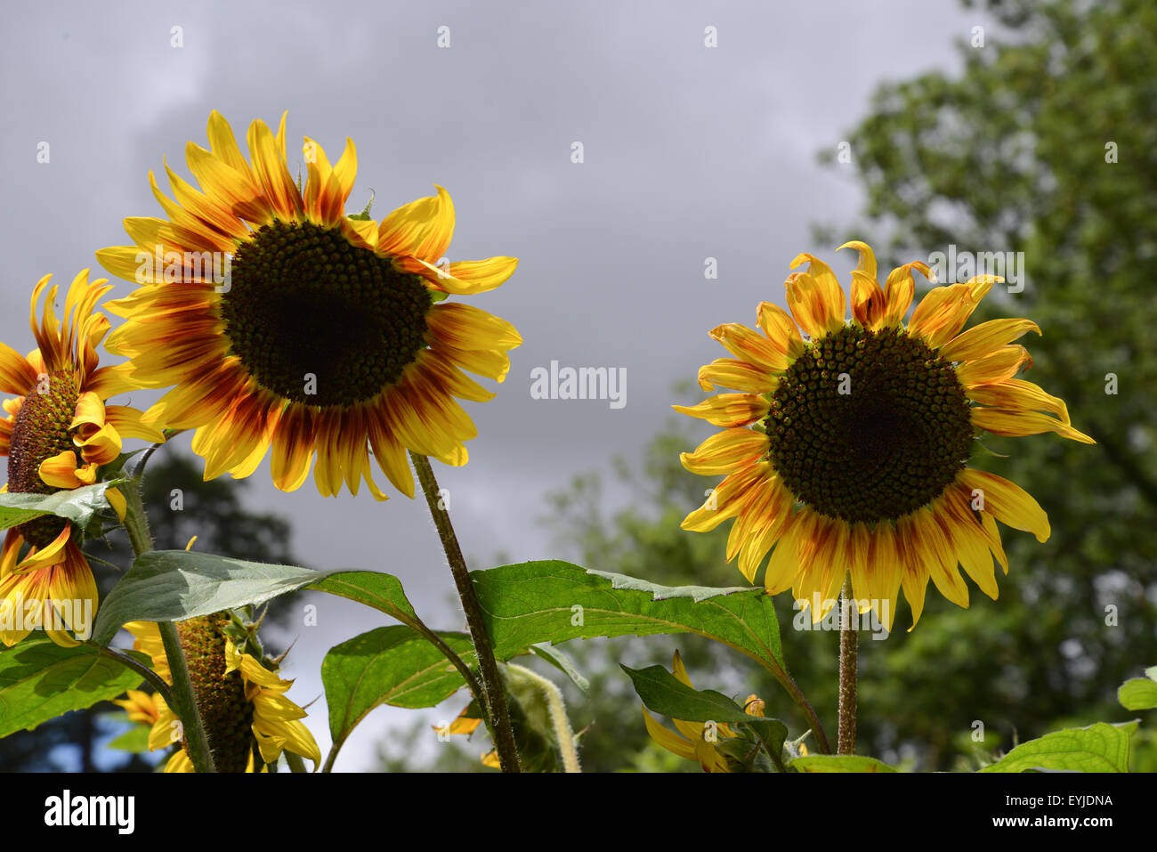 Sun Flowers in Summer Stock Photo - Alamy