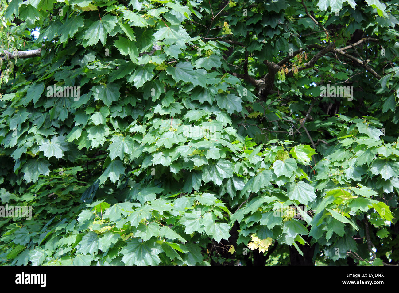 Young maple tree leaves hi-res stock photography and images - Alamy