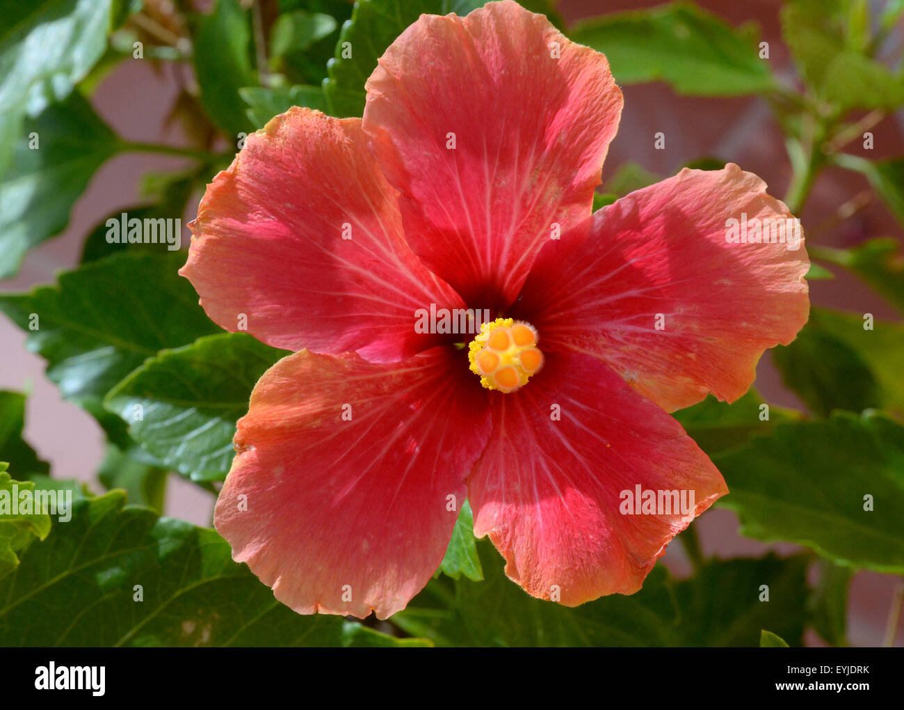 Sardinia italy hibiscus flower hi-res stock photography and images - Alamy