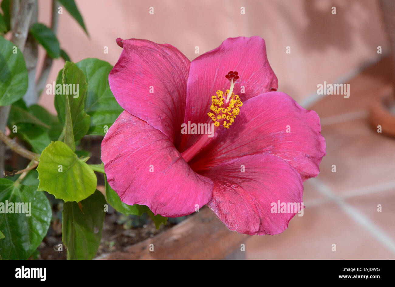 Sardinia italy hibiscus flower hi-res stock photography and images - Alamy