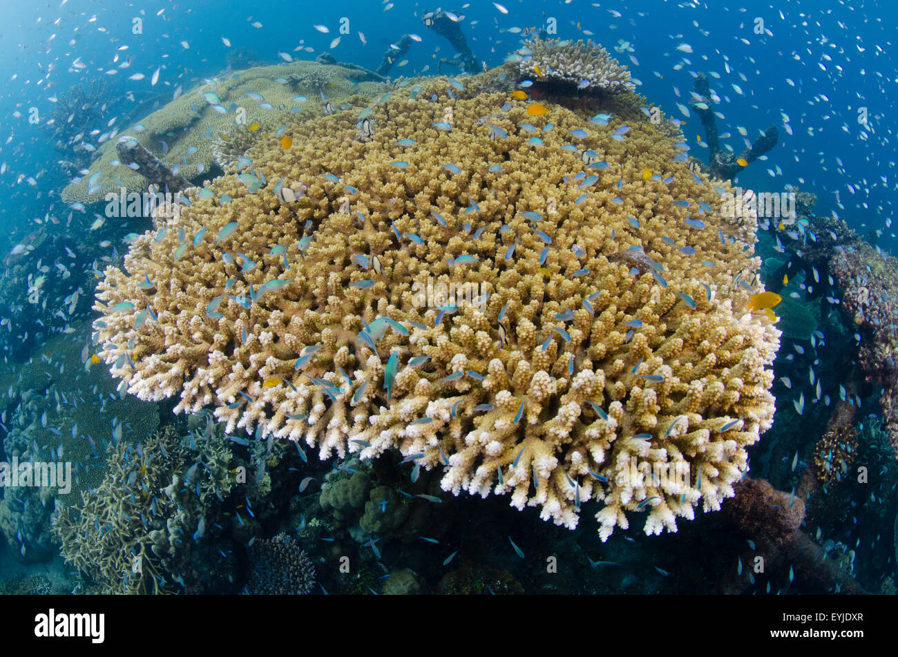 An electrified cable runs through several varieties of branching coral ...