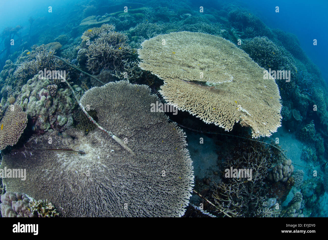 An electrified cable runs through several varieties of branching coral ...