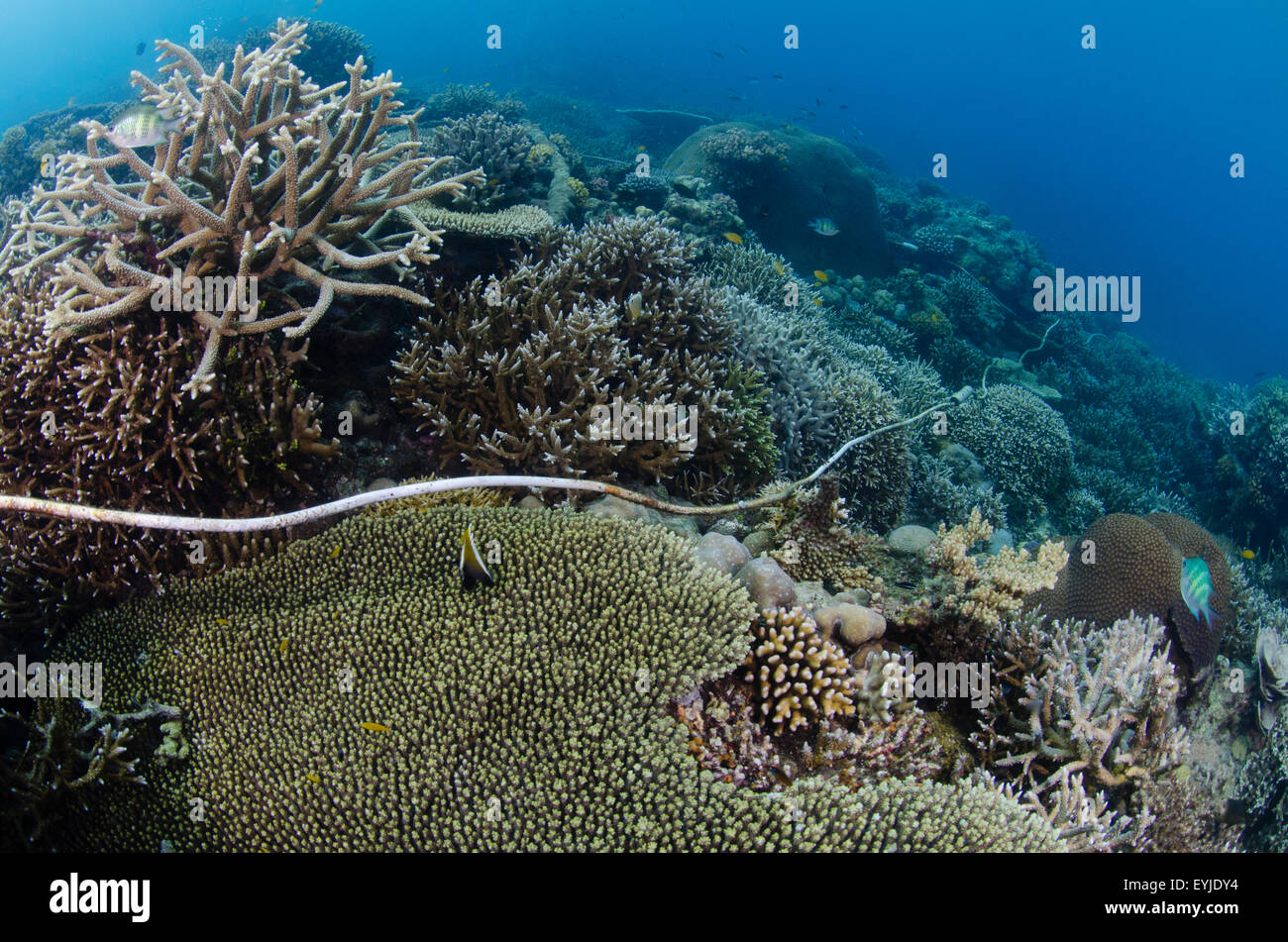 An electrified cable runs through several varieties of branching coral ...