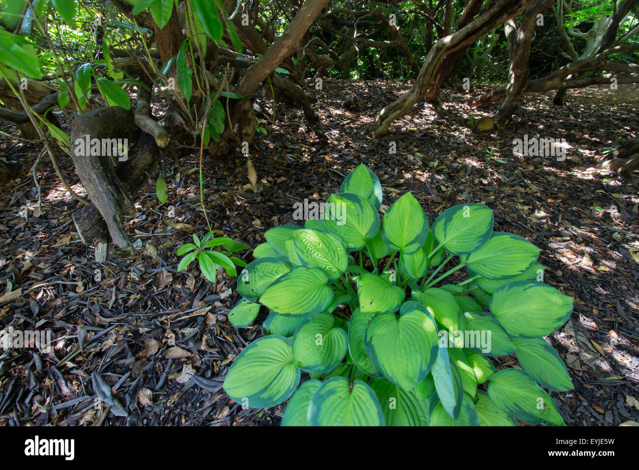 Knotted branches hi-res stock photography and images - Alamy