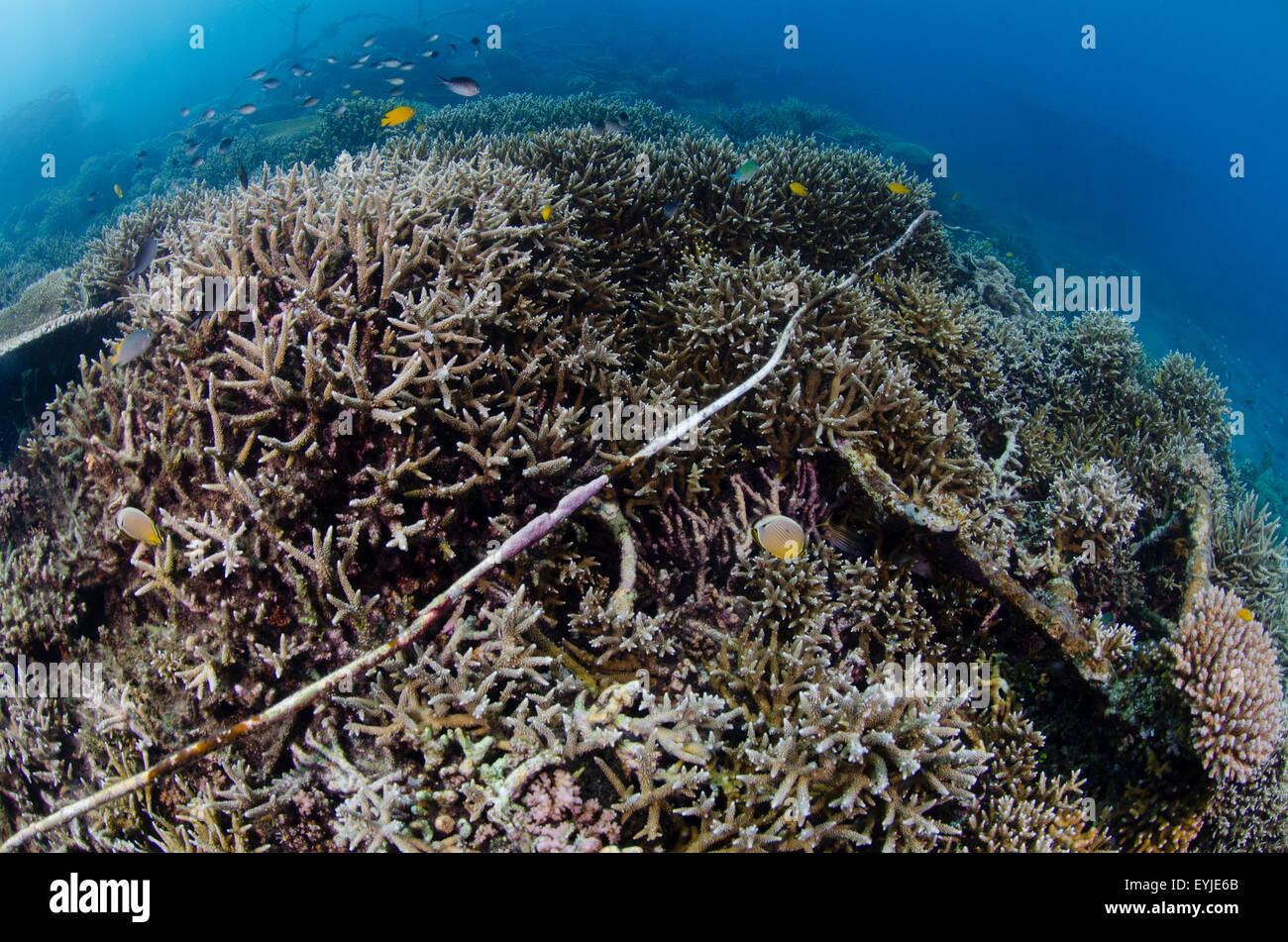 An electrified cable runs through several varieties of branching coral ...
