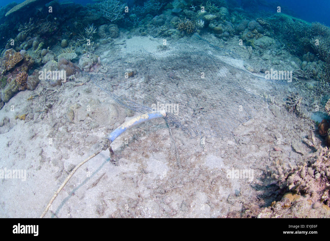 An electrified cable runs through several varieties of branching coral ...