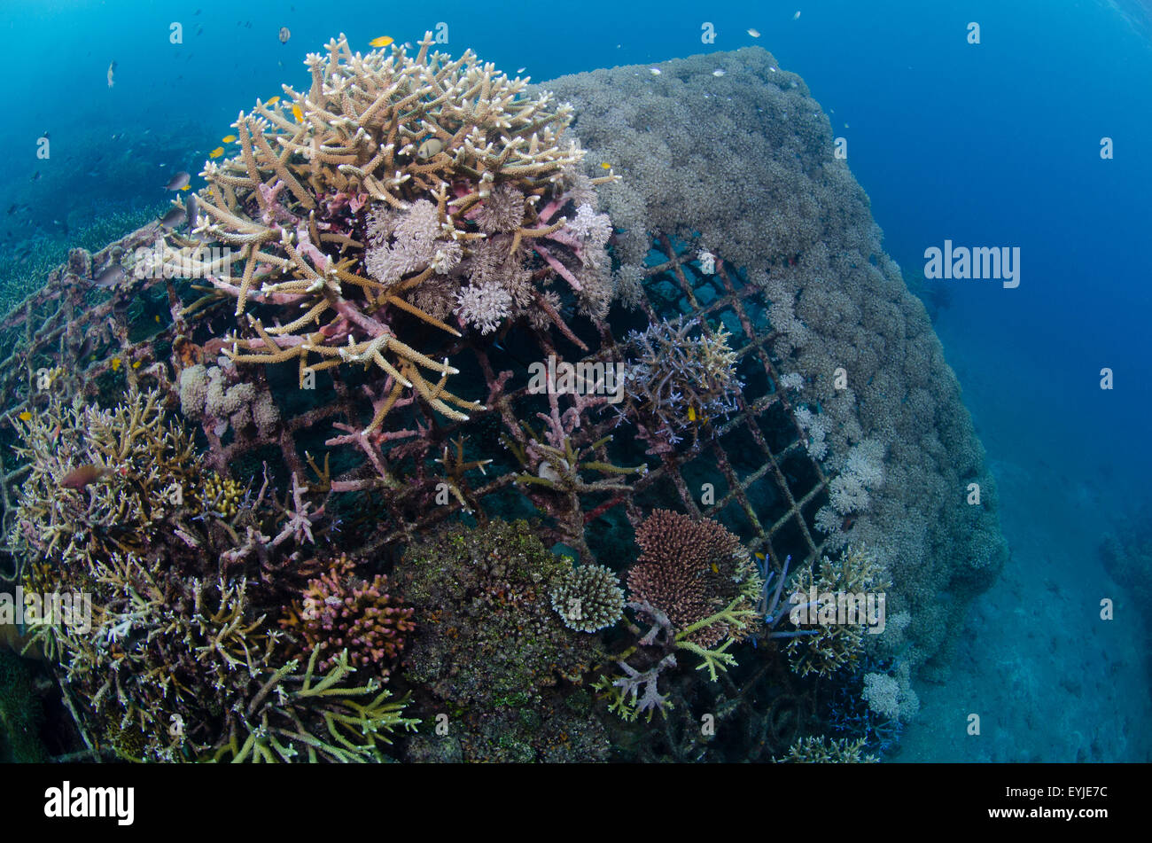 An electrified cable runs through several varieties of branching coral ...