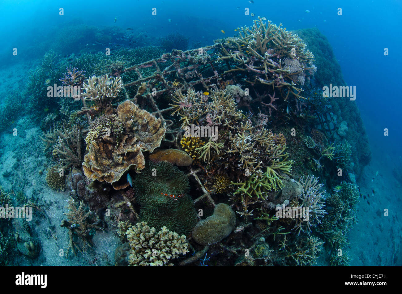An electrified cable runs through several varieties of branching coral ...