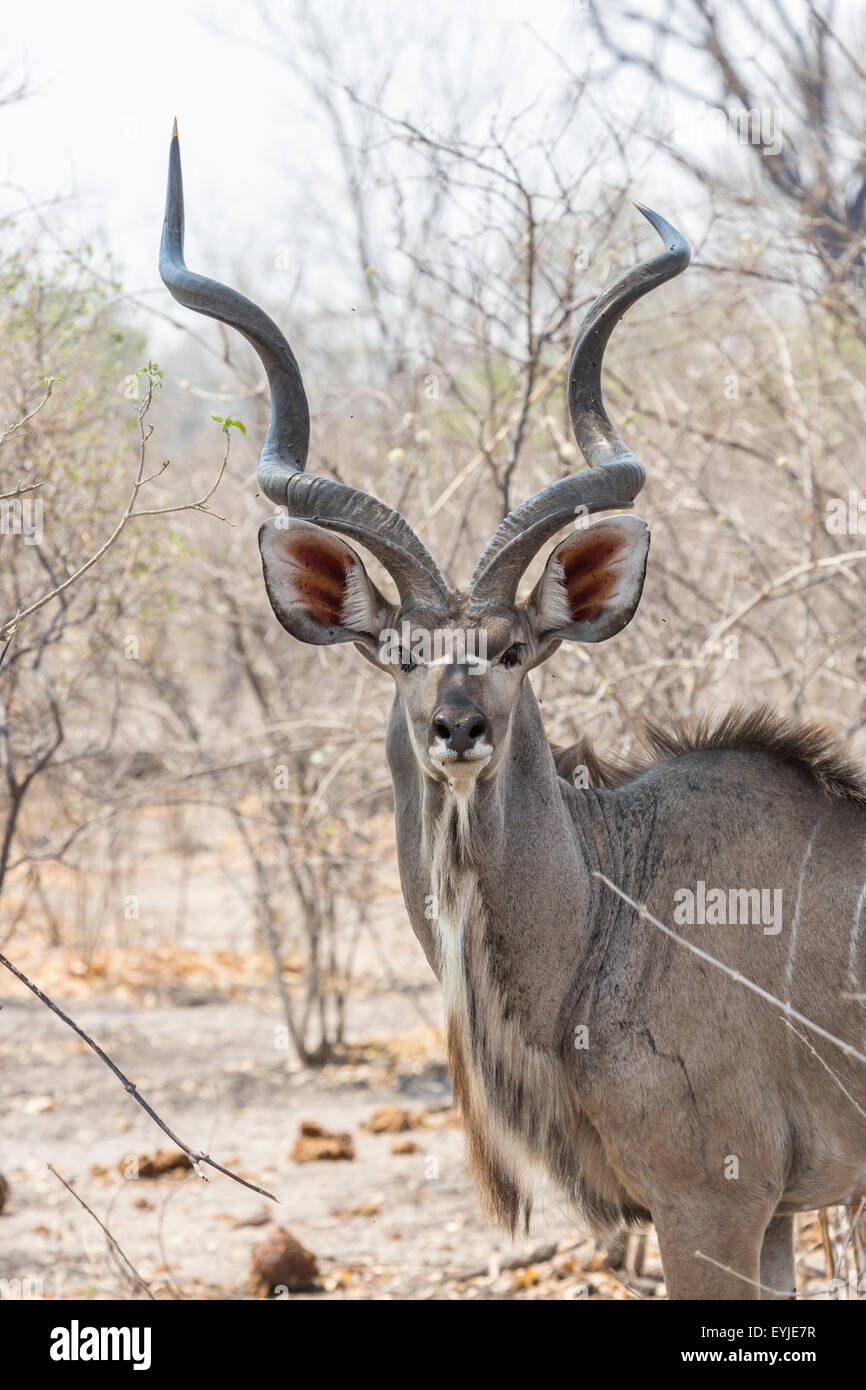 Anterior view of bull greater kudu (Tragelaphus strepsiceros), with ...
