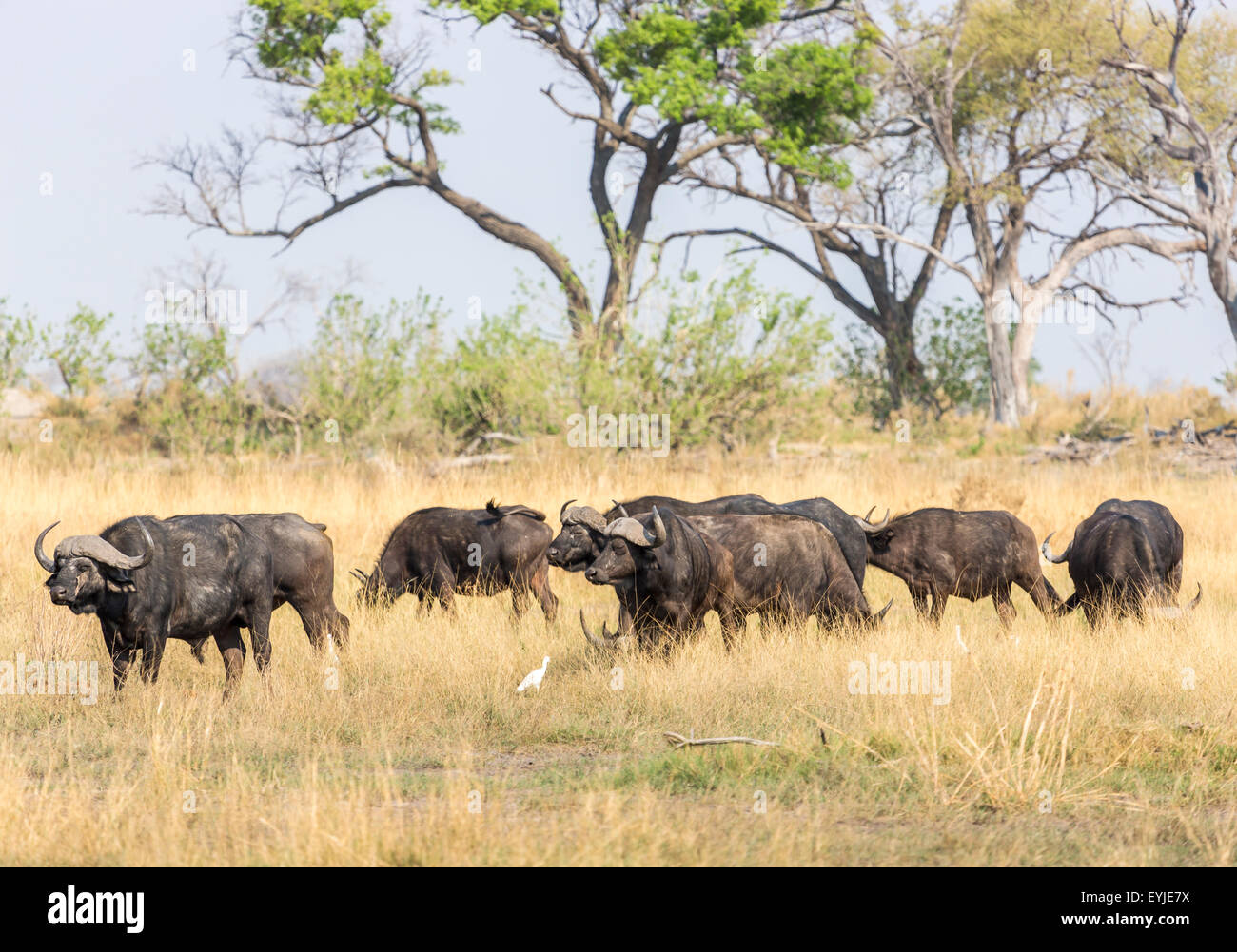 Herd of Cape or African buffalo (Syncerus caffer) grazing in savanna ...