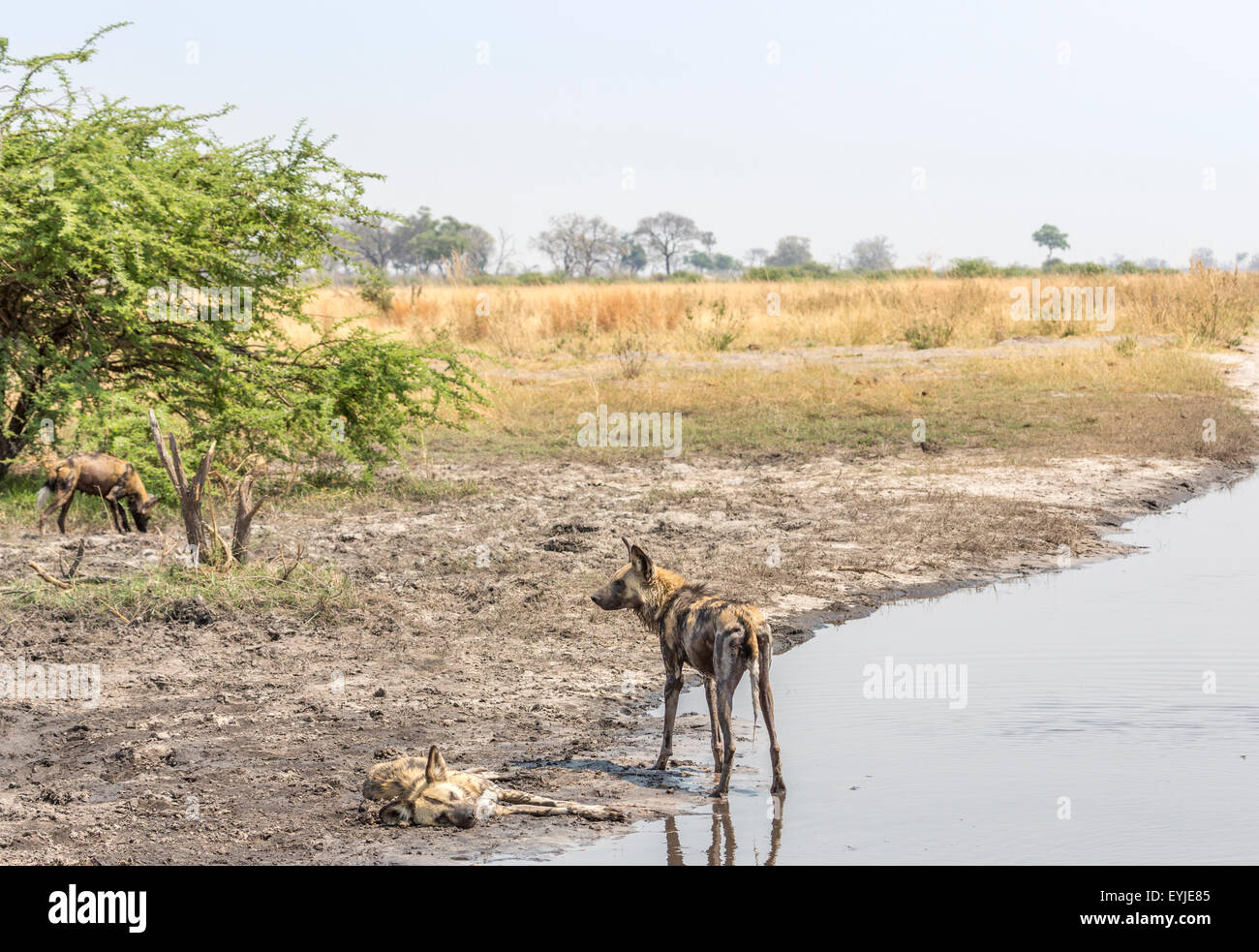 African hunting dogs hi-res stock photography and images - Alamy