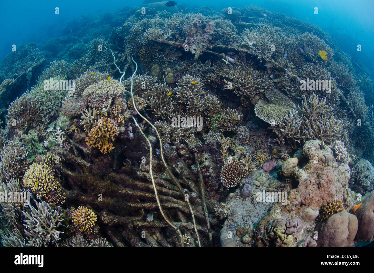 An electrified cable runs through several varieties of branching coral ...