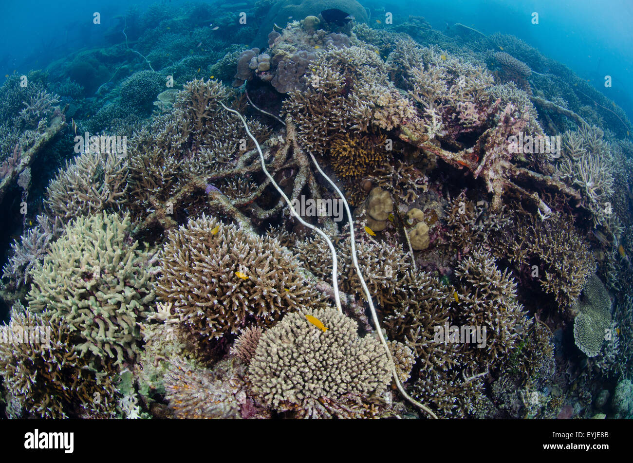 An electrified cable runs through several varieties of branching coral ...