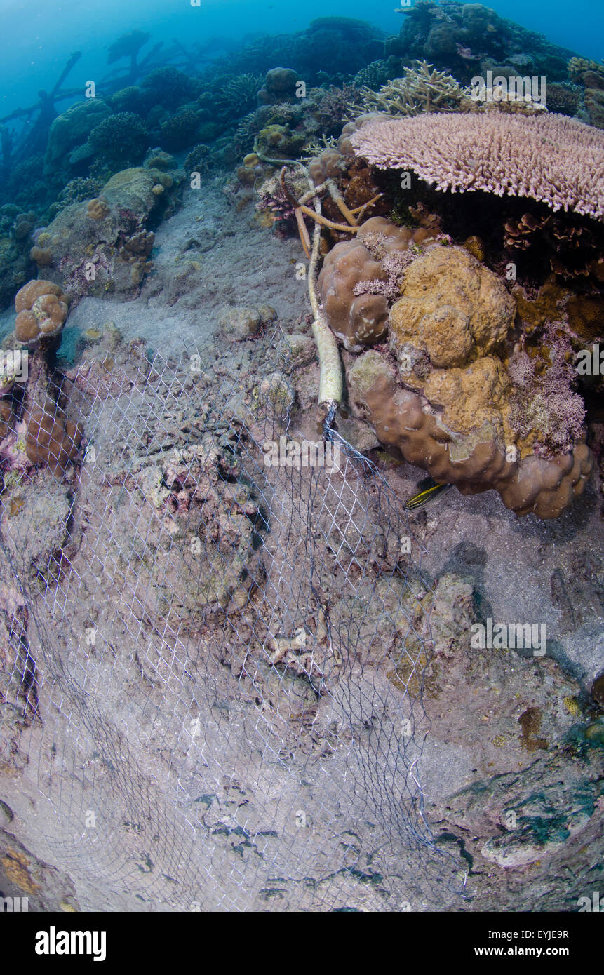 An electrified cable runs through several varieties of branching coral ...