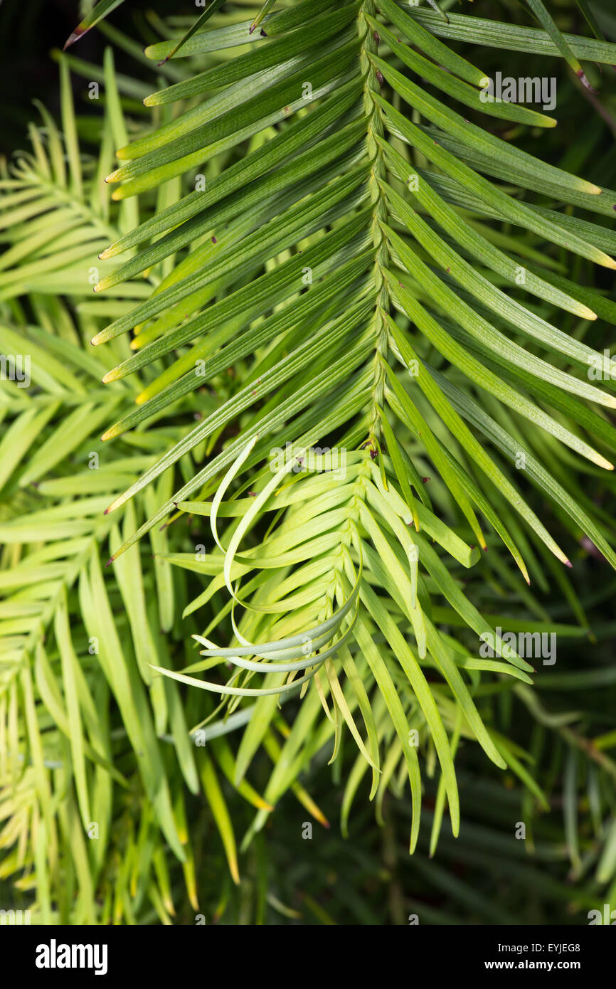 Wollemia Tree High Resolution Stock Photography and Images - Alamy