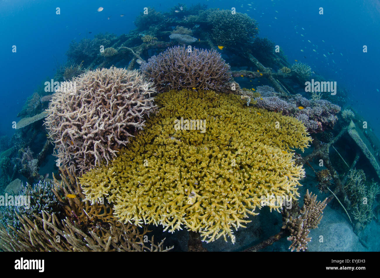 An electrified cable runs through several varieties of branching coral ...