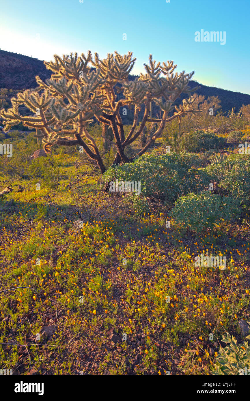 Organ Pipe National Monument, Arizona, USA Stock Photo - Alamy