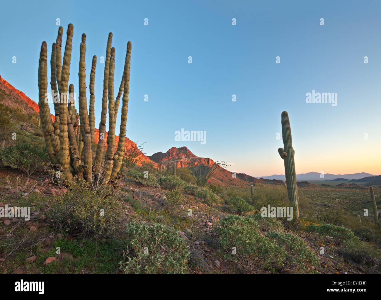 Organ Pipe National Monument, Arizona, USA Stock Photo - Alamy