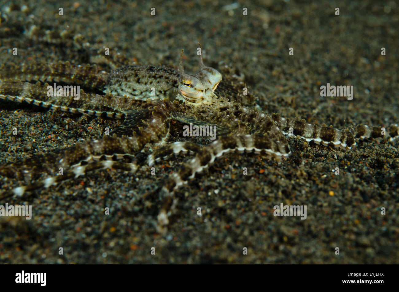 Mimic Octopus Stingray