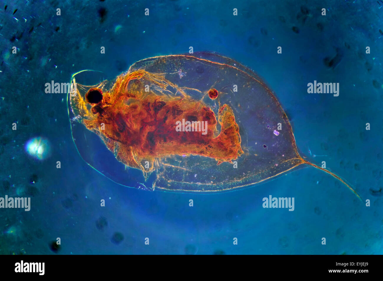 Zooplankton hi-res stock photography and images - Alamy