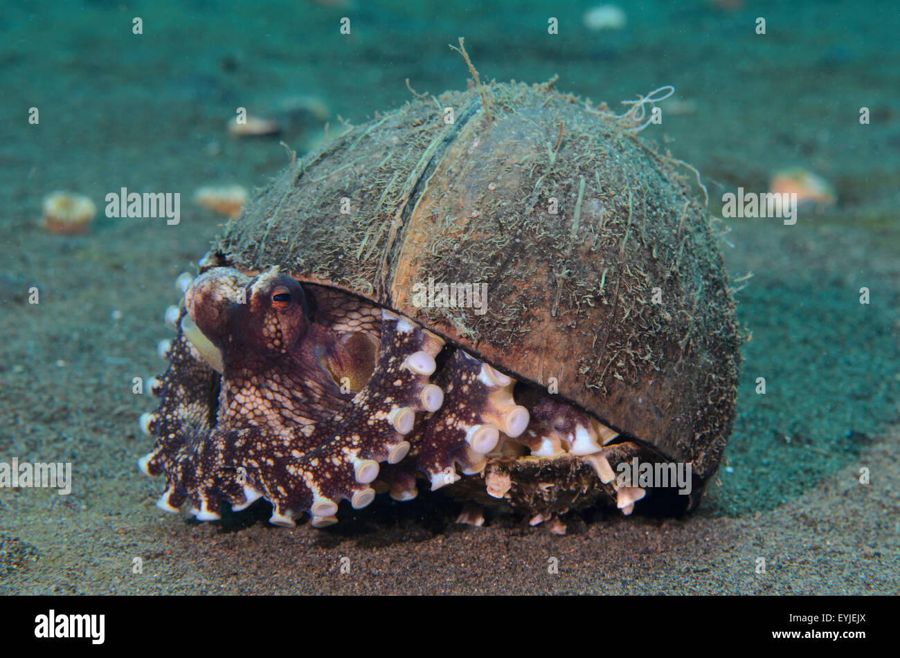 A coconut octopus, Amphioctopus marginatus, hanging onto its coconut ...
