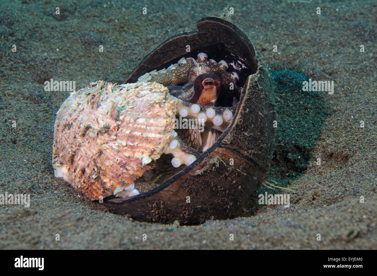 A coconut octopus, Amphioctopus marginatus, looks out of its coconut ...