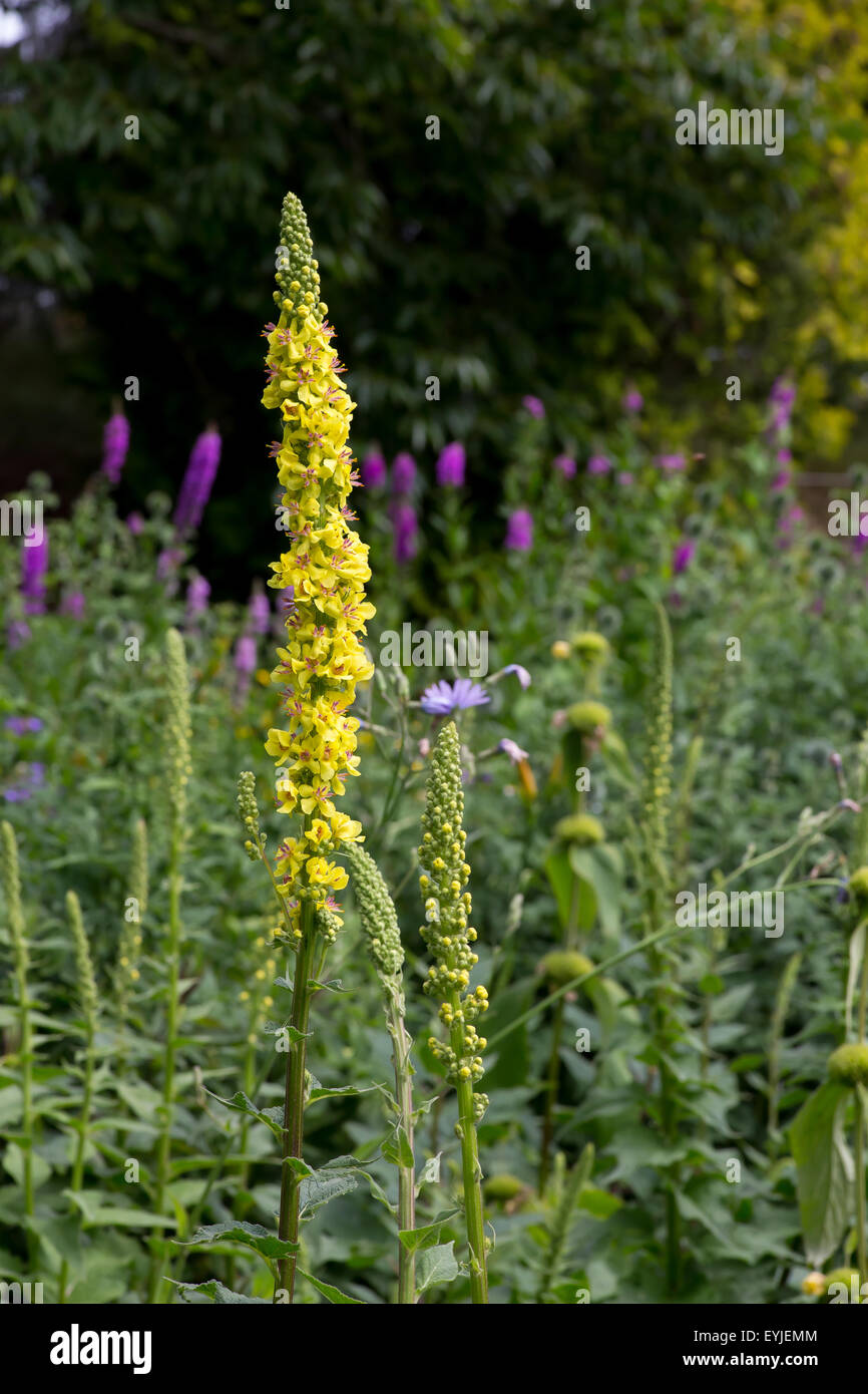Yellow flower (Dark Mullein) verbascum nigrum Stock Photo - Alamy