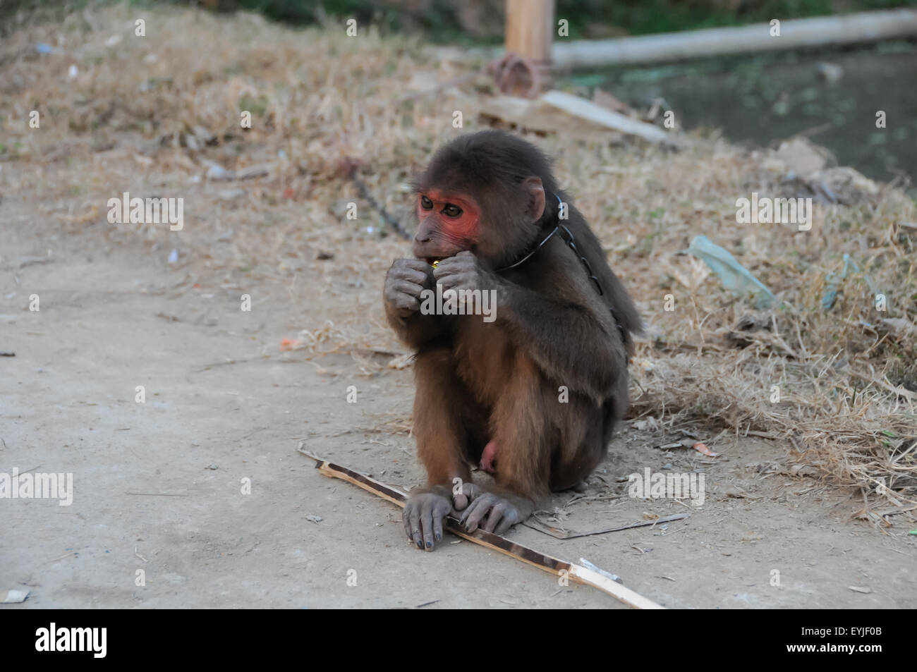 Monkey in Chains in Vietnam Stock Photo - Alamy