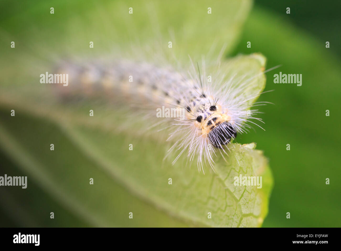 Hickory tussock moth (Lophocampa caryae) caterpillar Stock Photo - Alamy