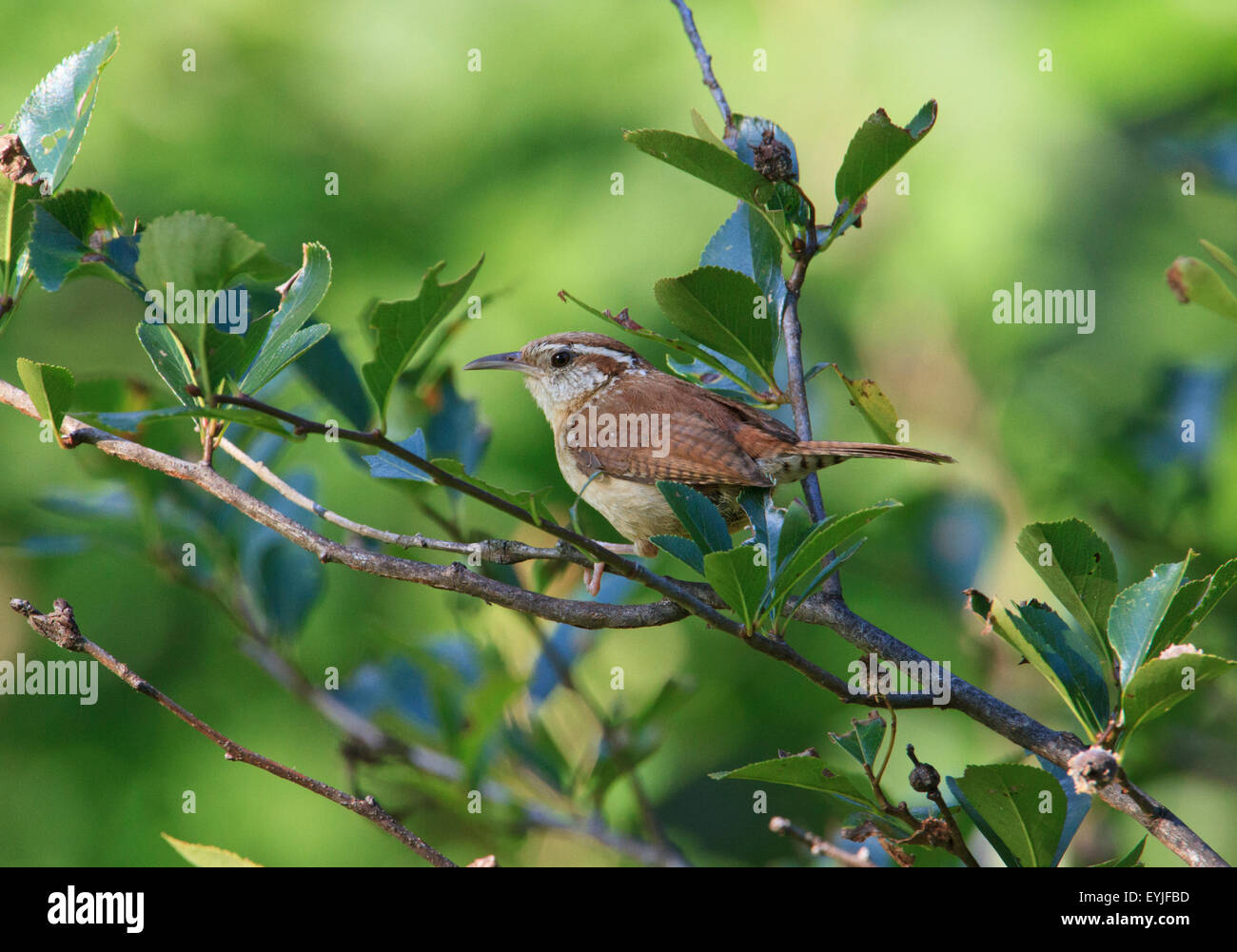 Carolina wren (Thryothorus ludovicianus Stock Photo - Alamy