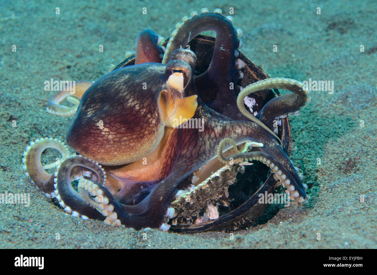 A coconut octopus, Amphioctopus marginatus, looks out of its coconut ...