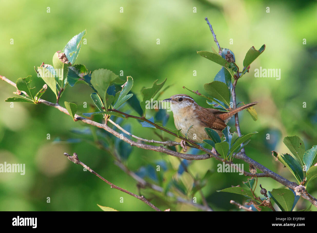 Carolina wren hi-res stock photography and images - Alamy